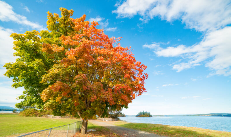 Sugar and Red Maple Trees – Mother Earth News